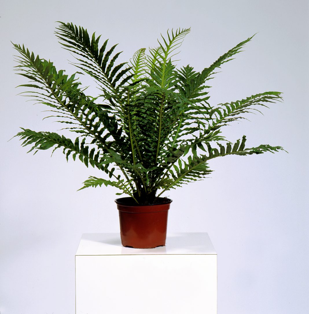 Blechnum-gibbum-Silverlady | Flower Plant