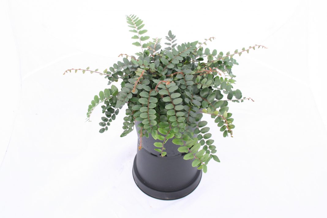 Pellaea-Rotundifolia-Button-Fern | Flower Plant